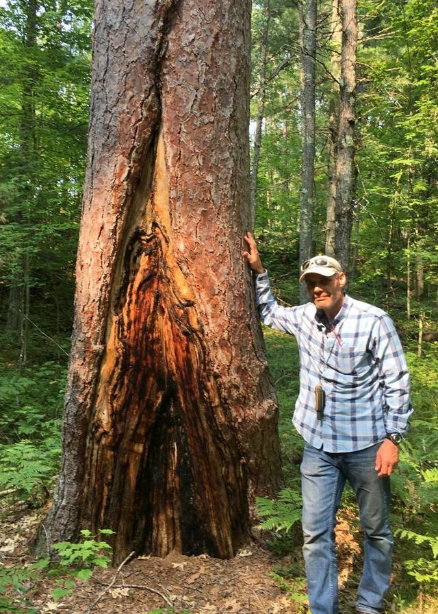 Find a Consulting Forester – MNACF